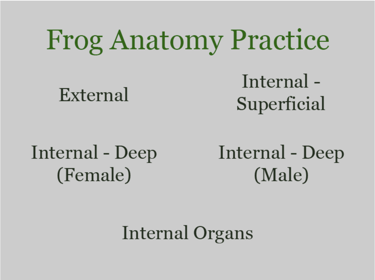Frog Anatomy | Biology Simulations