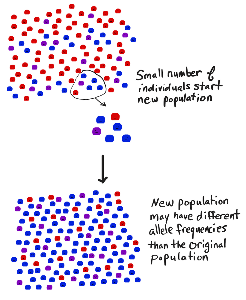 What is genetic drift?
