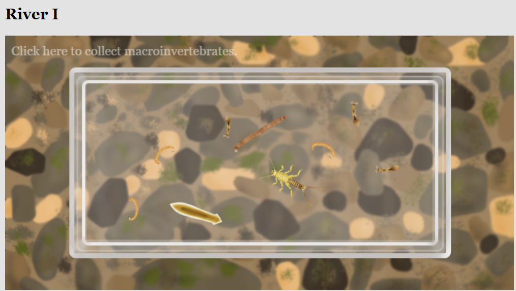 Macroinvertebrates | Biology Simulations