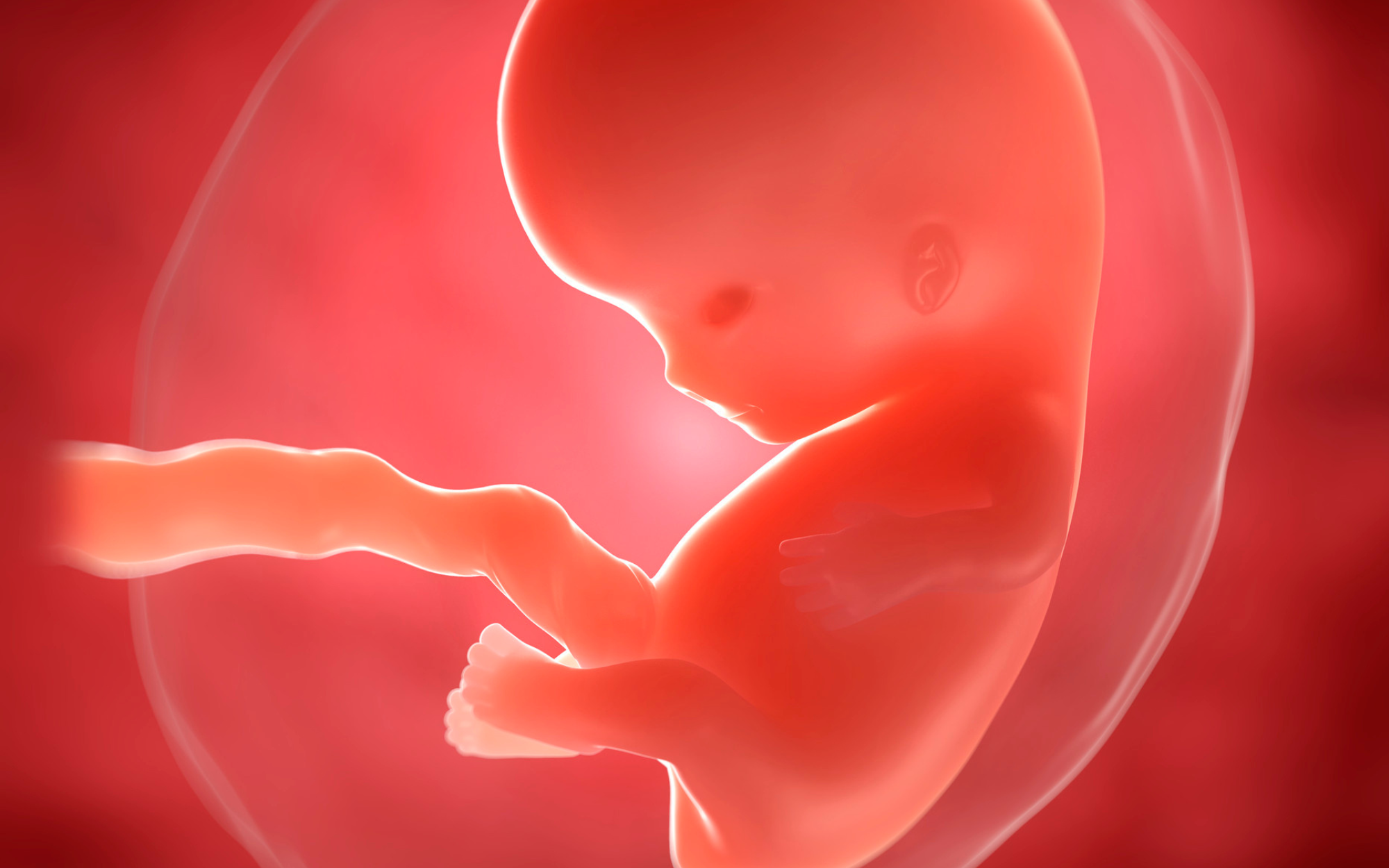 Desarrollo del bebé en el primer trimestre: De cigoto a sus primeros ...