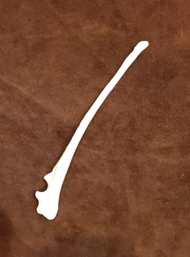 Coyote Leg Bone; Ulna | Aonar Productions