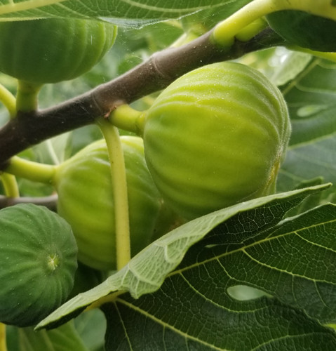 Lattarula Fig | Happy Acre Farm