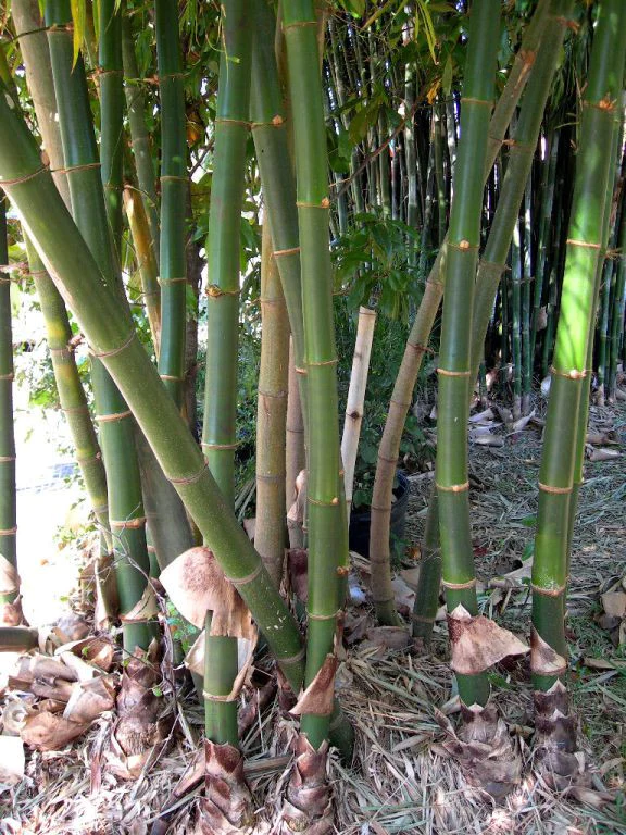 The Role of Rhizomes in Growth and Spreading Habits of Bamboos