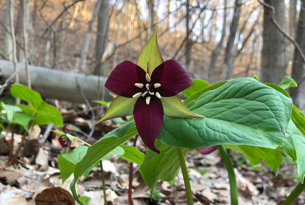 More spring flowers blooming in the woods