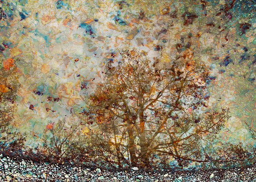 Tomboy Pond Tree | telluridephotographe