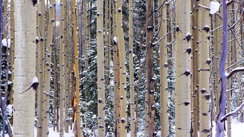 Priest Trees | telluridephotographe
