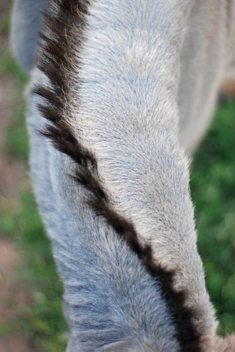 Donkey Hair | telluridephotographe