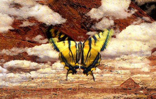 Monarch Farm | telluridephotographe