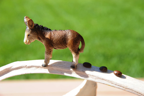 Burro Beans | telluridephotographe