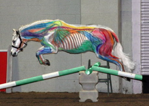 The Visible Horse | anatomy-in-motion