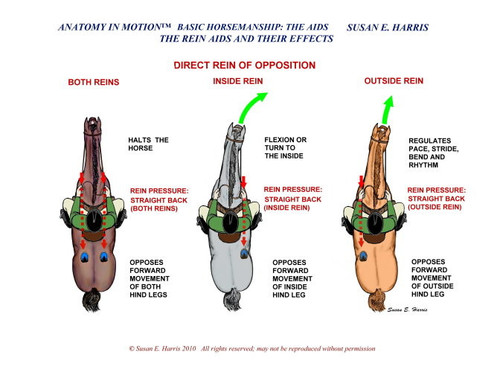 anatomy-in-motion | Posters