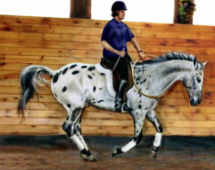 About Susan Harris | anatomy-in-motion