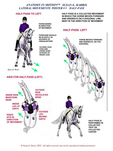 anatomy-in-motion | Posters