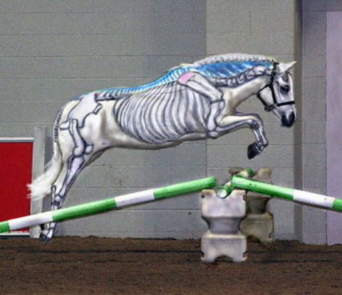 The Visible Horse | anatomy-in-motion