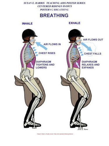 anatomy-in-motion | Posters