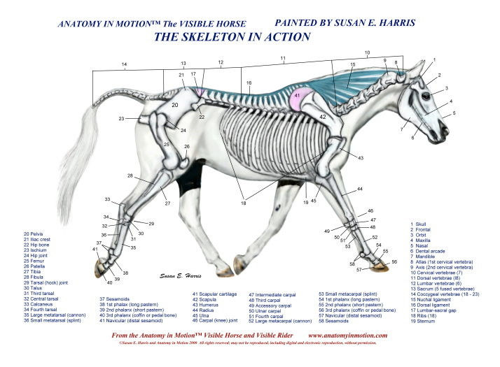 STORE | anatomy-in-motion