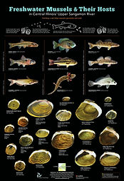 MUSSEL SURVEYS | Landconservation