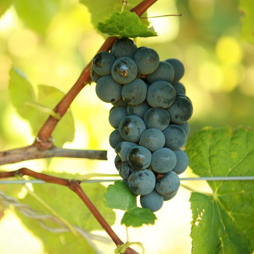 Venus Seedless Grape | simmons