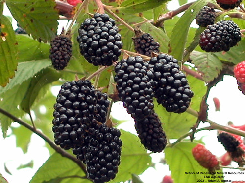 Dewberries | simmons