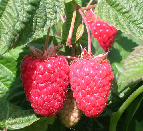 Cascade Delight Red Raspberry | simmons