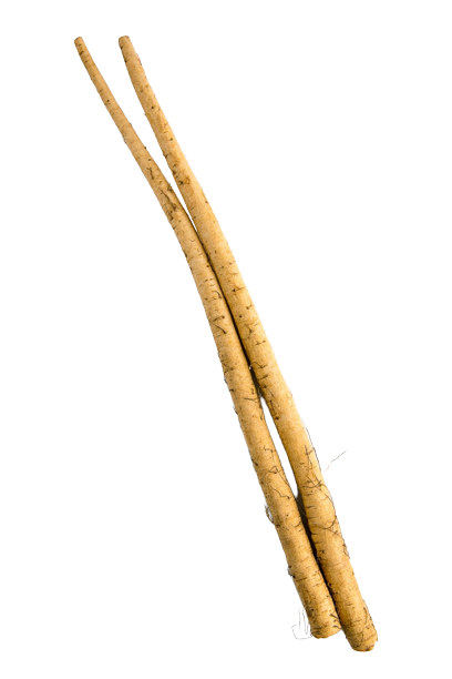 Burdock (Japan) | FRESHIE