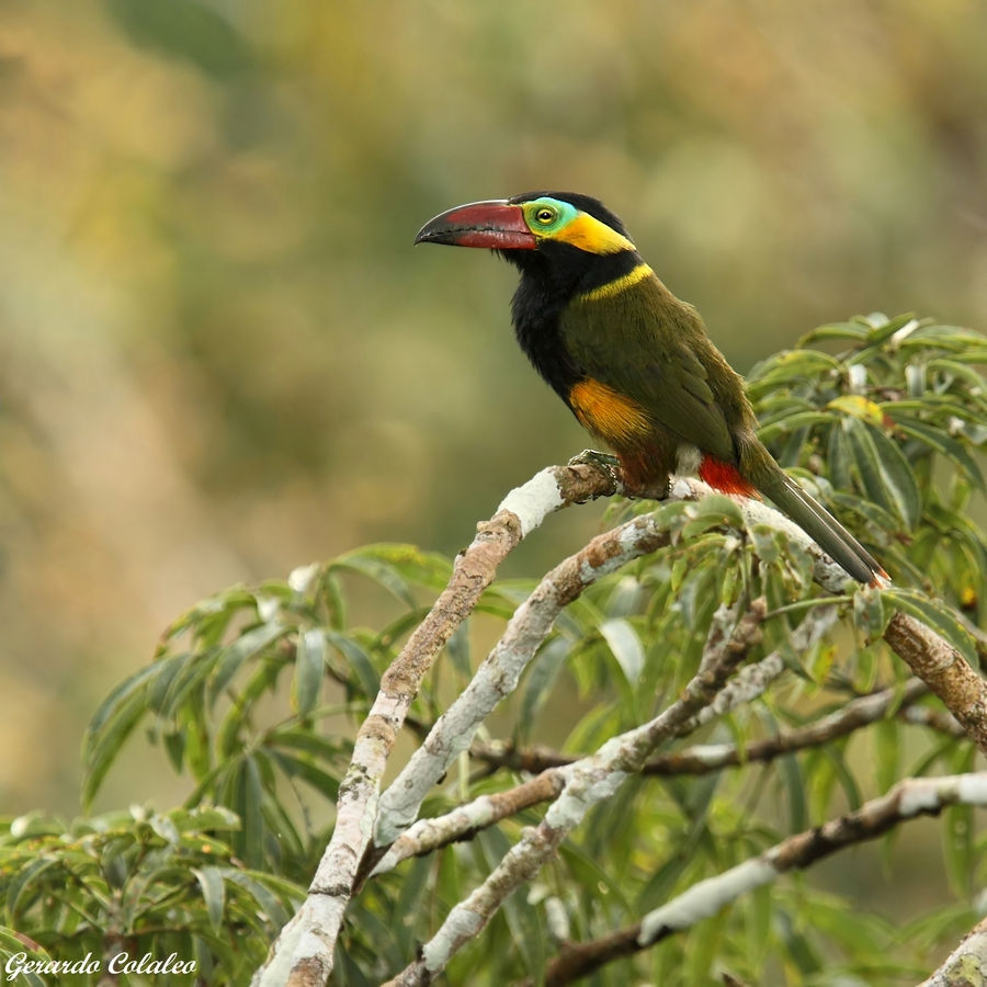 AVES de ECUADOR | gerardocolaleo