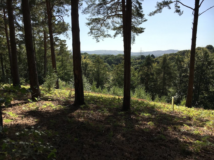 Cittaviveka, Chithurst Buddhist Monastery | Announcements