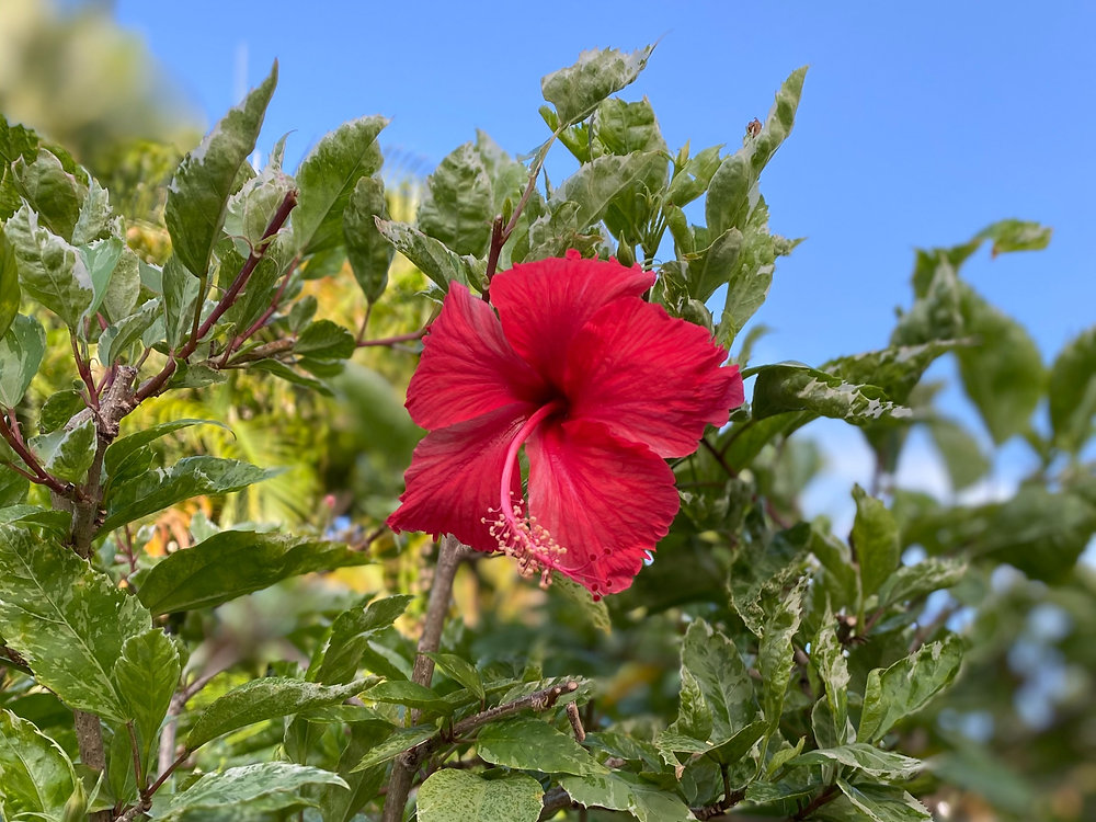 Creating Conditions for Learning