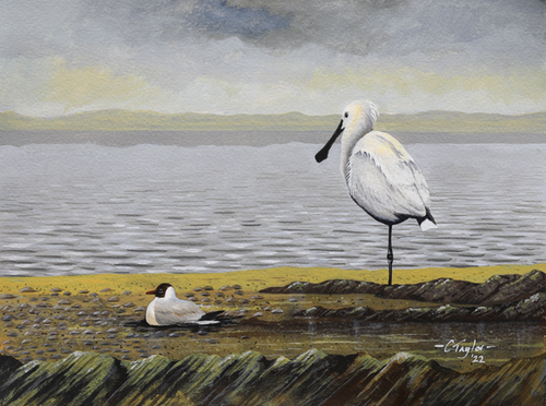 Malltraeth Spoonbill - Print | Craig Taylor Artist