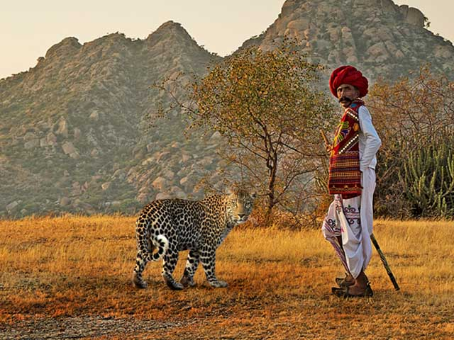 In This Village in India, Leopards and Humans Co-Exist Peacefully: Jawai