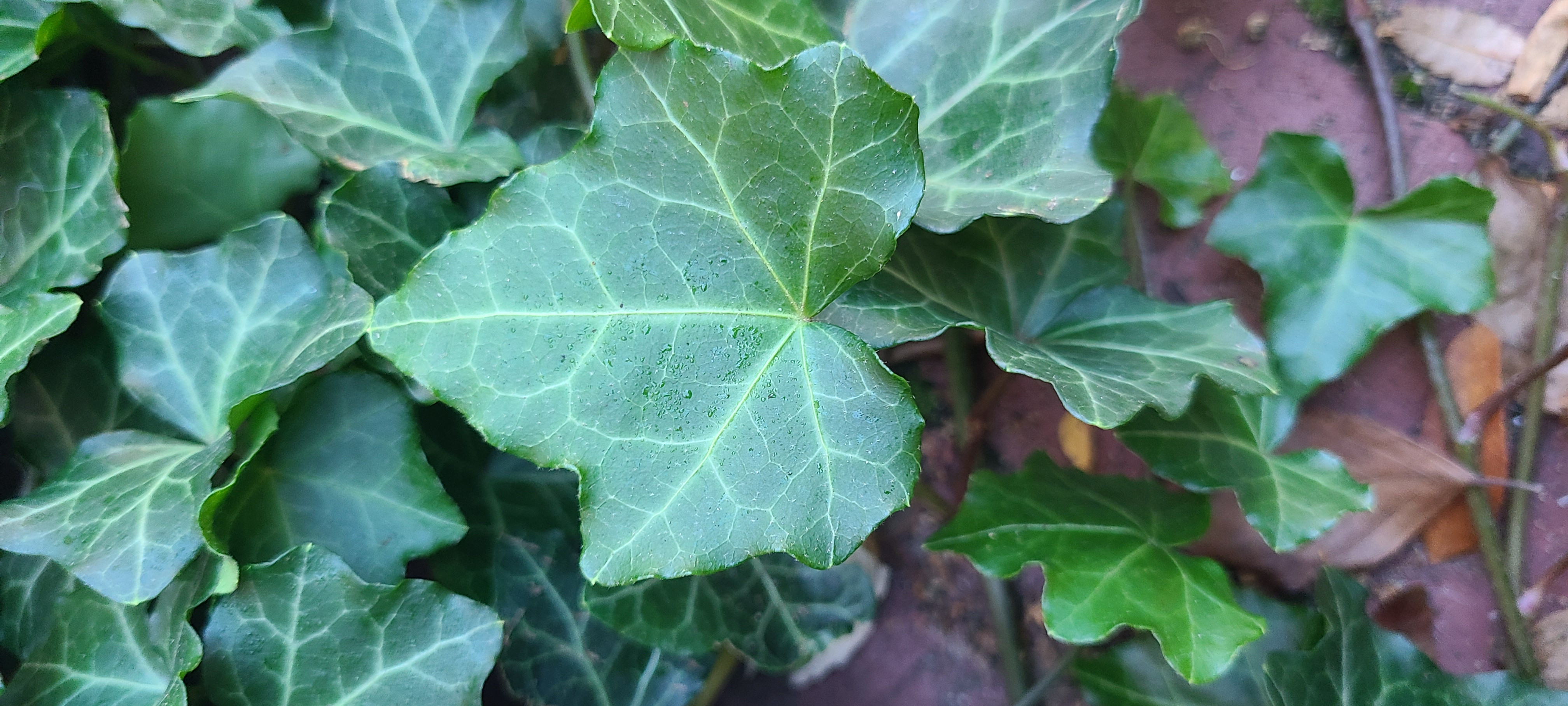 Hedera helix