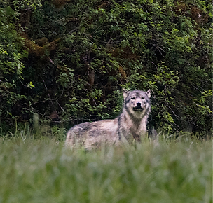 Wolves and People | Wolf Awareness Inc.