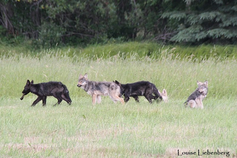 Wolf Awareness - Bounties & Killing Contests