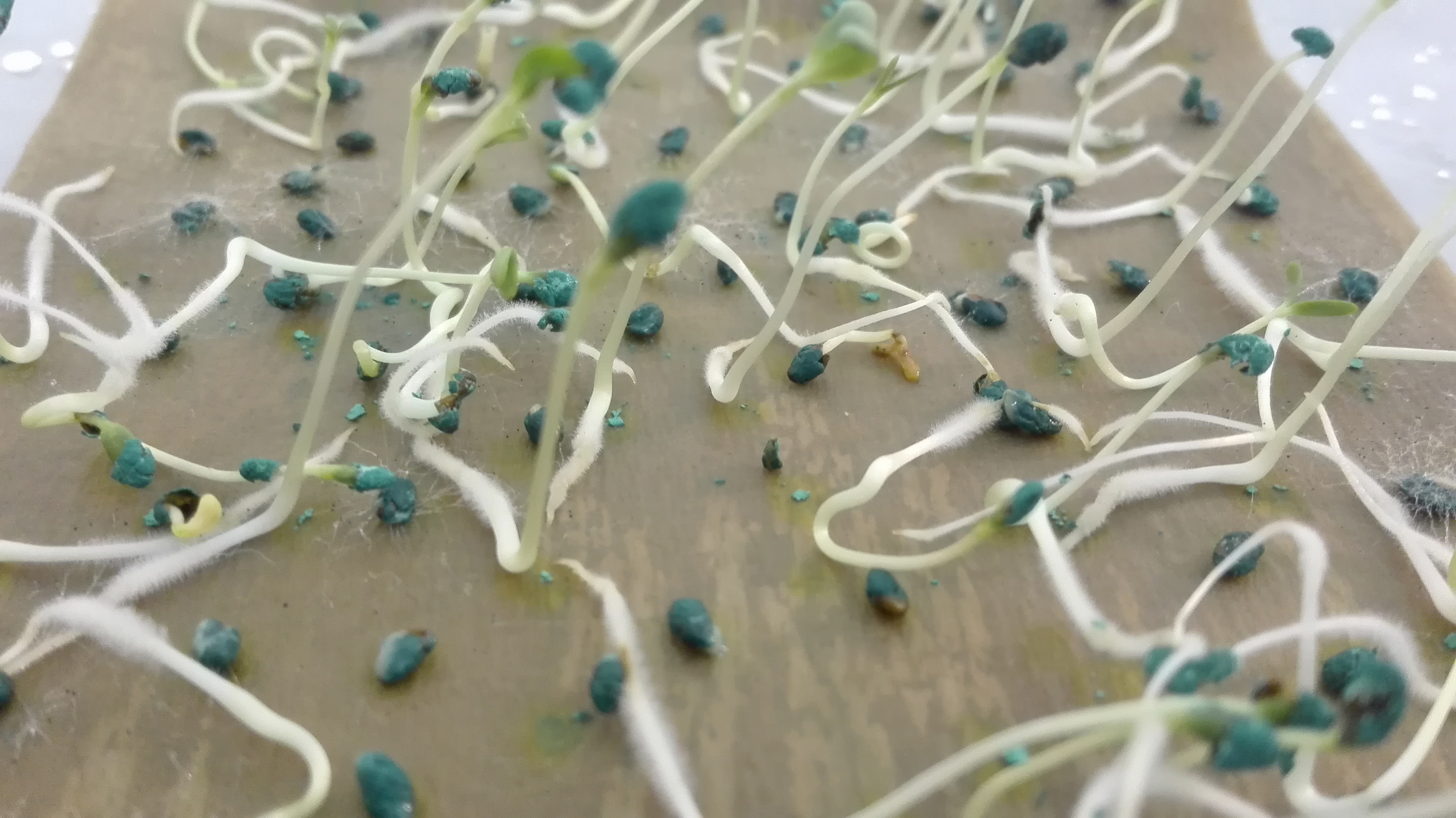 Capstone Seeds | Gallery-lab