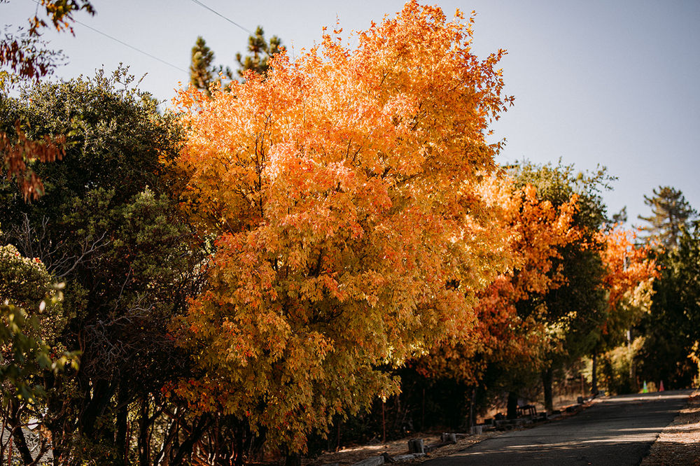 Where to See Fall Colors Near Julian