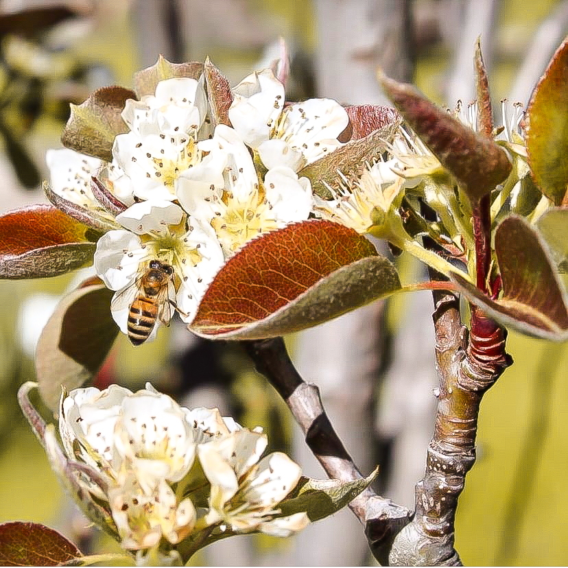 Flowers You May See in Julian