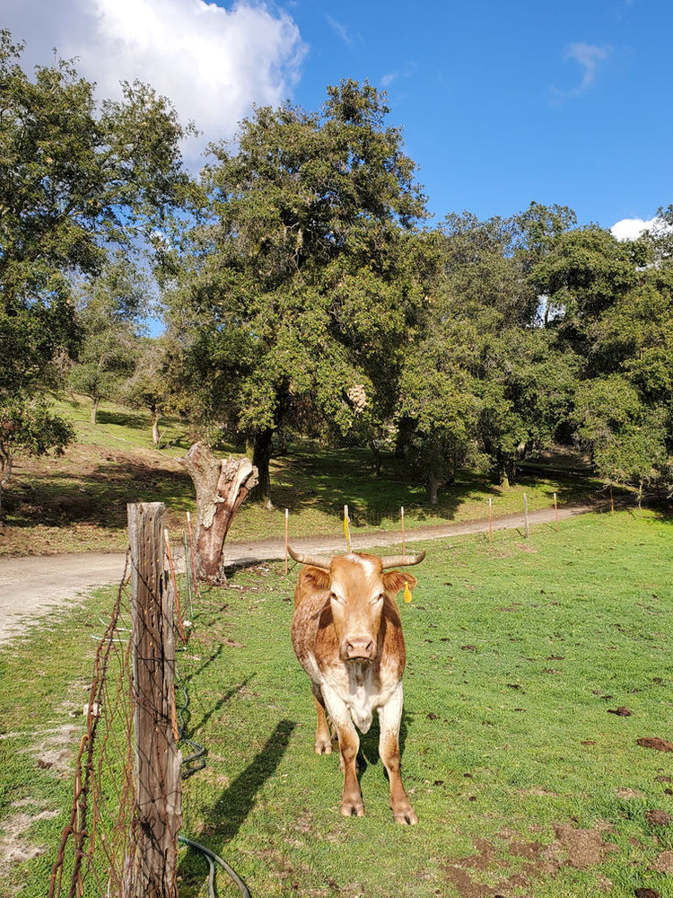 Holy COW! What do I do?