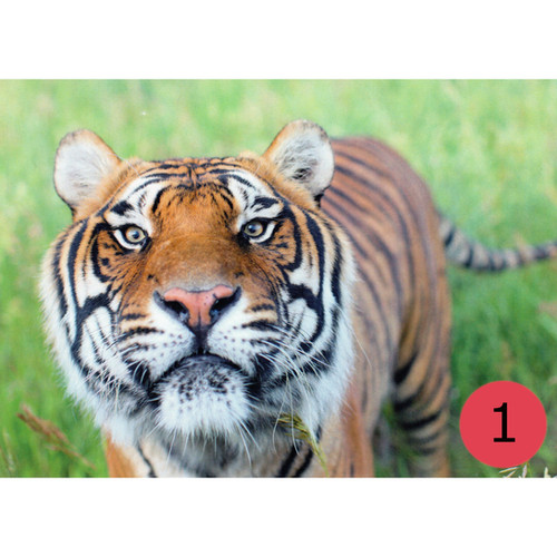 TWAS Greeting Cards - Tigers | wildanimalsanctuary