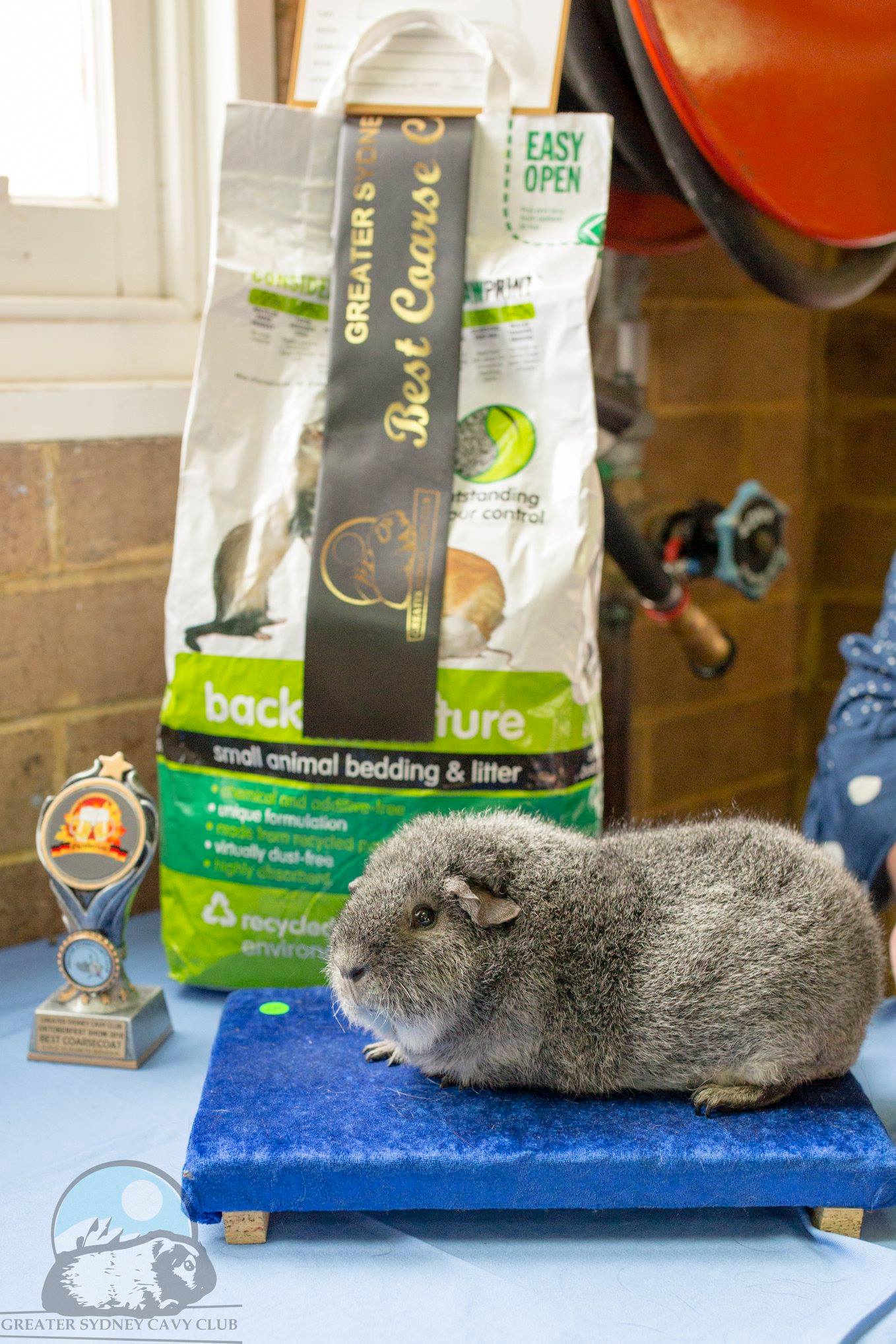 Home | Greater Sydney Cavy Club