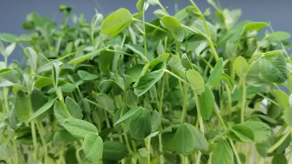 Micro Peas | ELECTRIC MICROGREENS