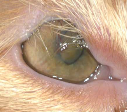 Eyelid Agenesis - Eyelid Coloboma | Pet eye diseases