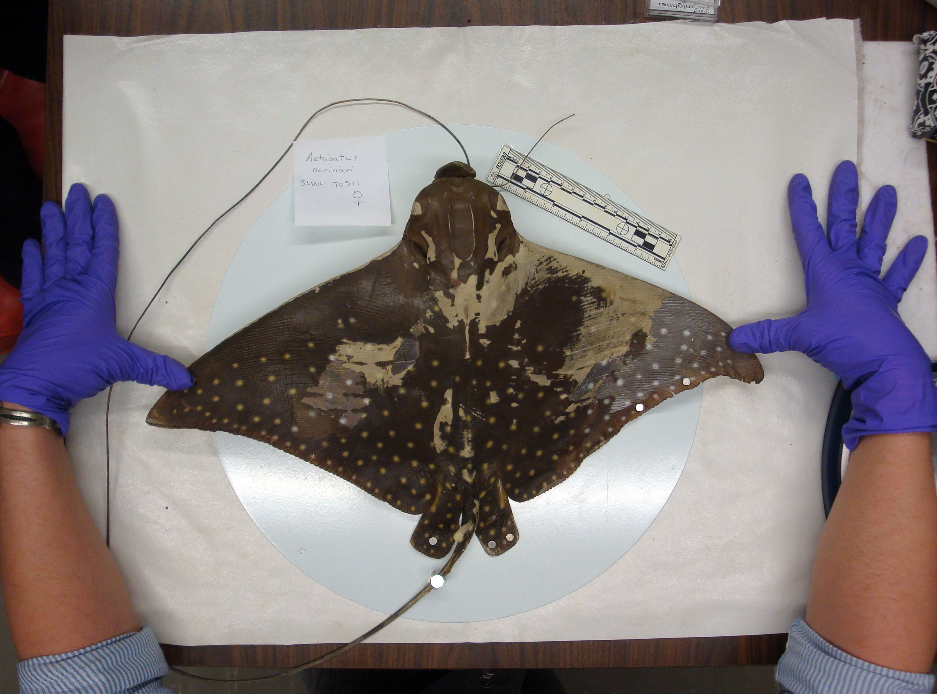 Mason Dean lab | morphology, mechanics & biomaterials | Germany