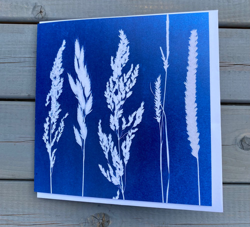 Cyanotype Grasses Cards | bridgetarnold.co.uk