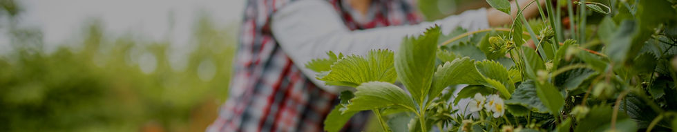 NSA Courses | Kampungsenang