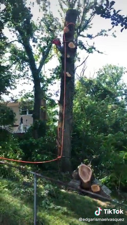 Quality Tree Care | Arborists serving Northern Virginia