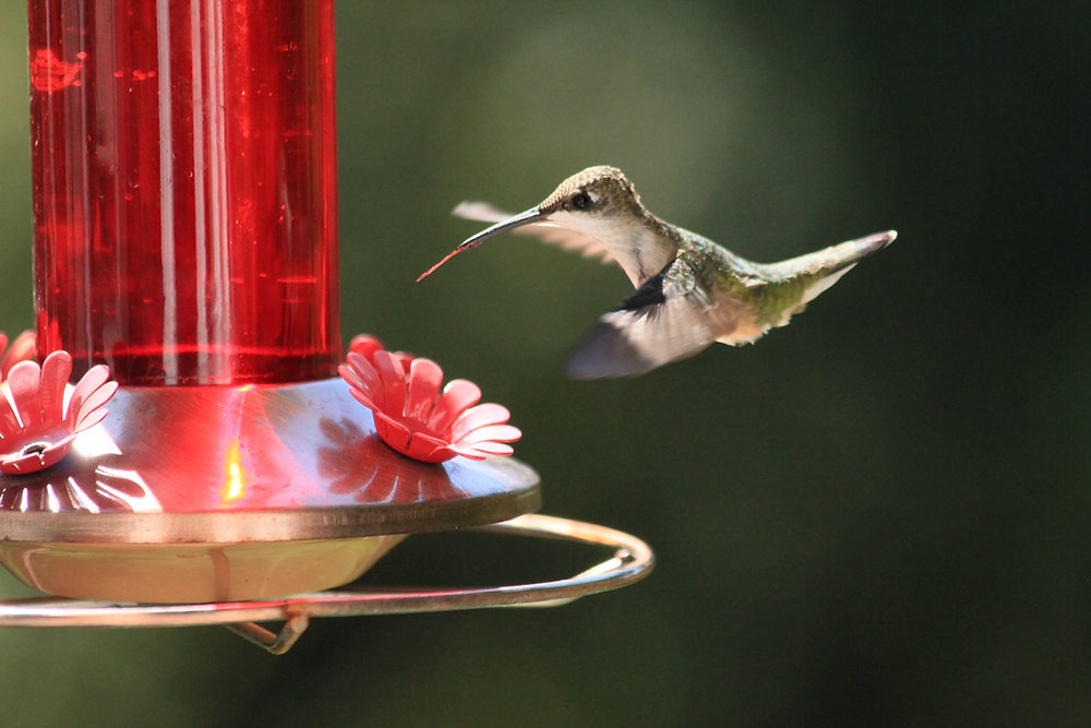 Feeding Hummingbirds