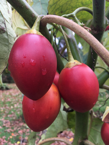 Tamarillo - Red | Meli Organics