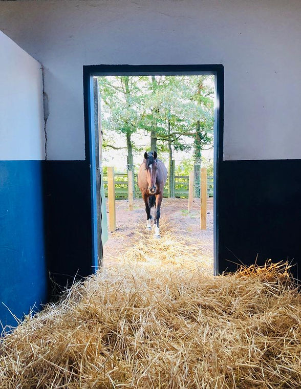 PRESTATIONS | ELTI Stables