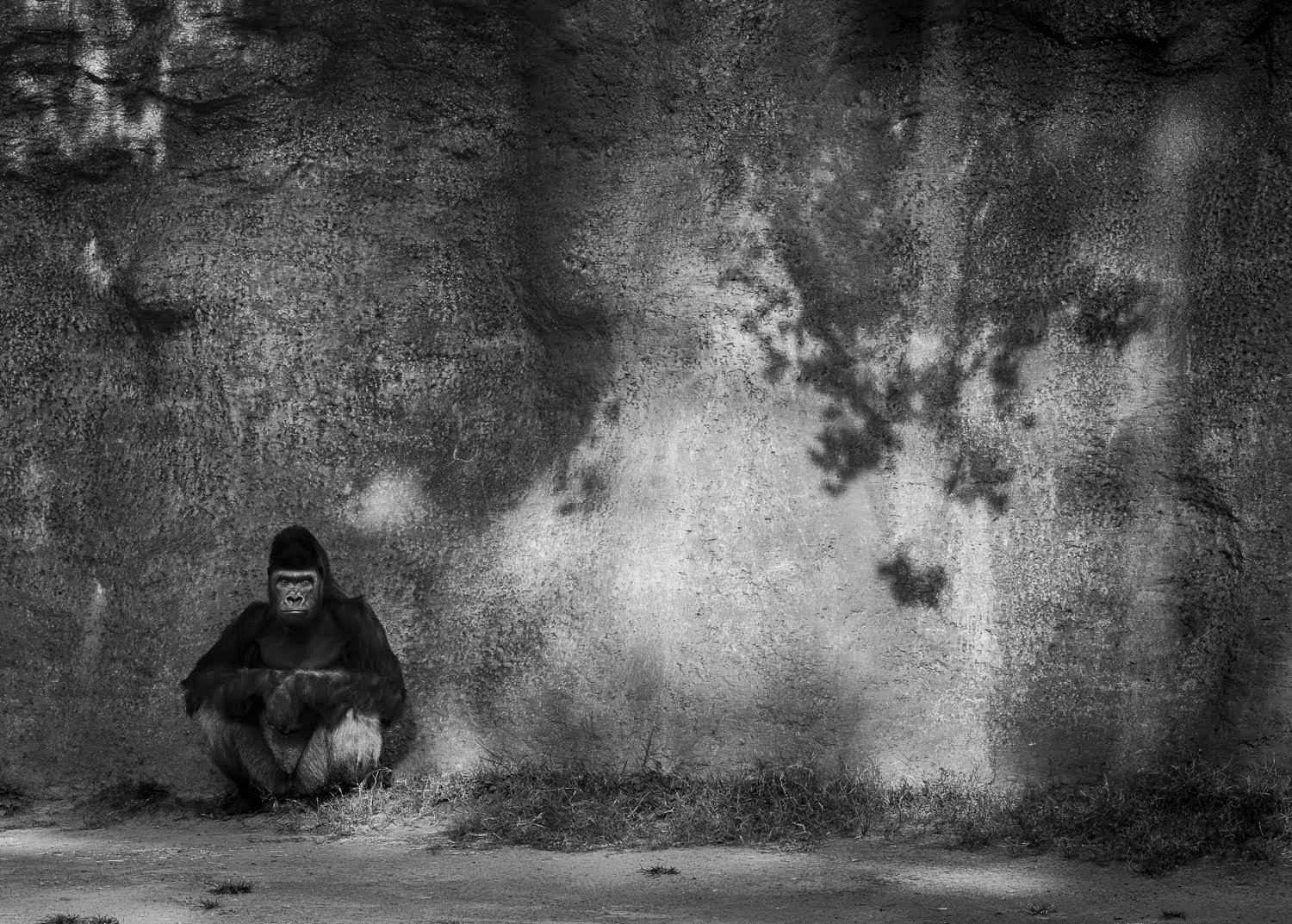 Podrasky's "Caged" Series Featured in Blog | Photo Pensato