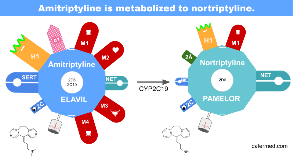 Nortriptyline | Visualize to Memorize